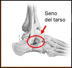 tarso archivos - Cirugia de Columna en Matamoros